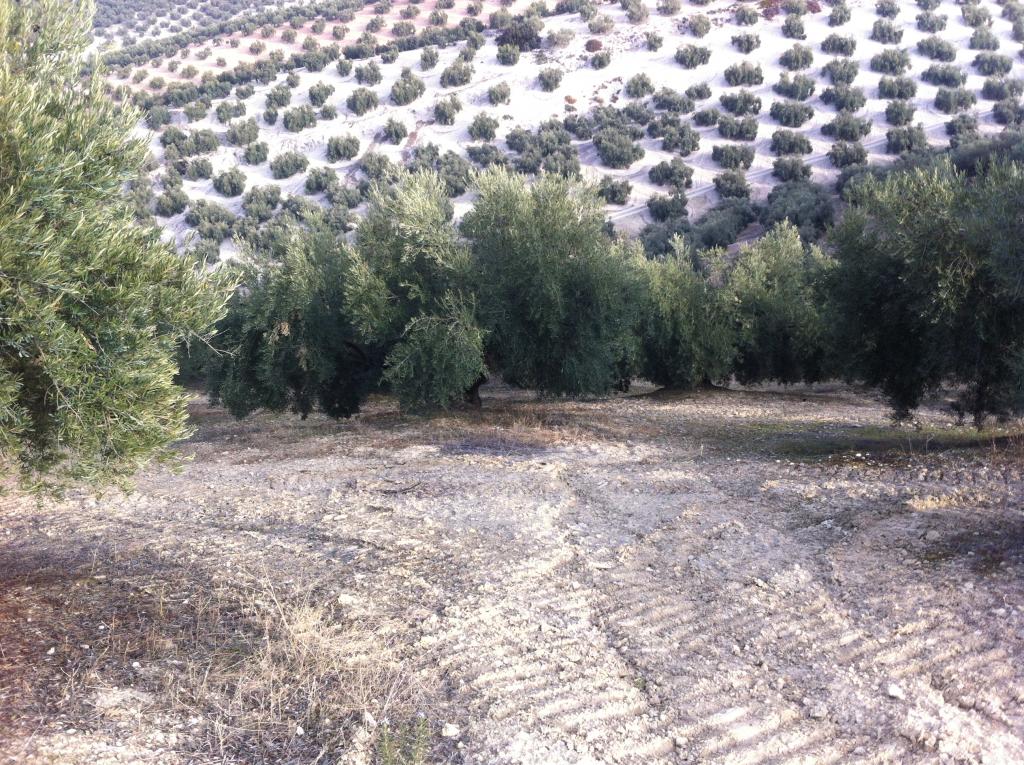 Plantean que las ayudas al olivar en pendiente salgan ahora del PDR ...