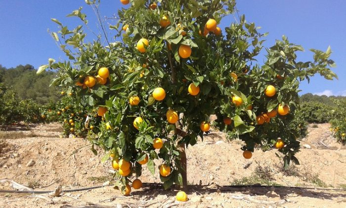 Los Productores De Cítricos Valencianos Perdieron 60 Millones Pese A