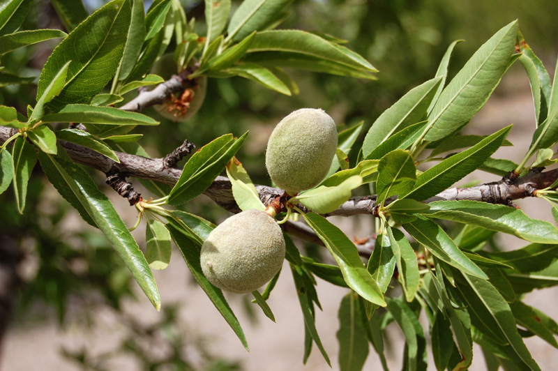 El cultivo de la almendra consolida su rentabilidad a pesar de la ...
