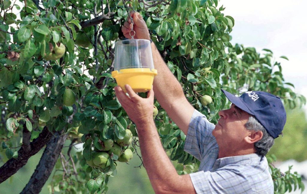 Trampas para insectos, la opción ecológica que ahorra en agua y en el ...