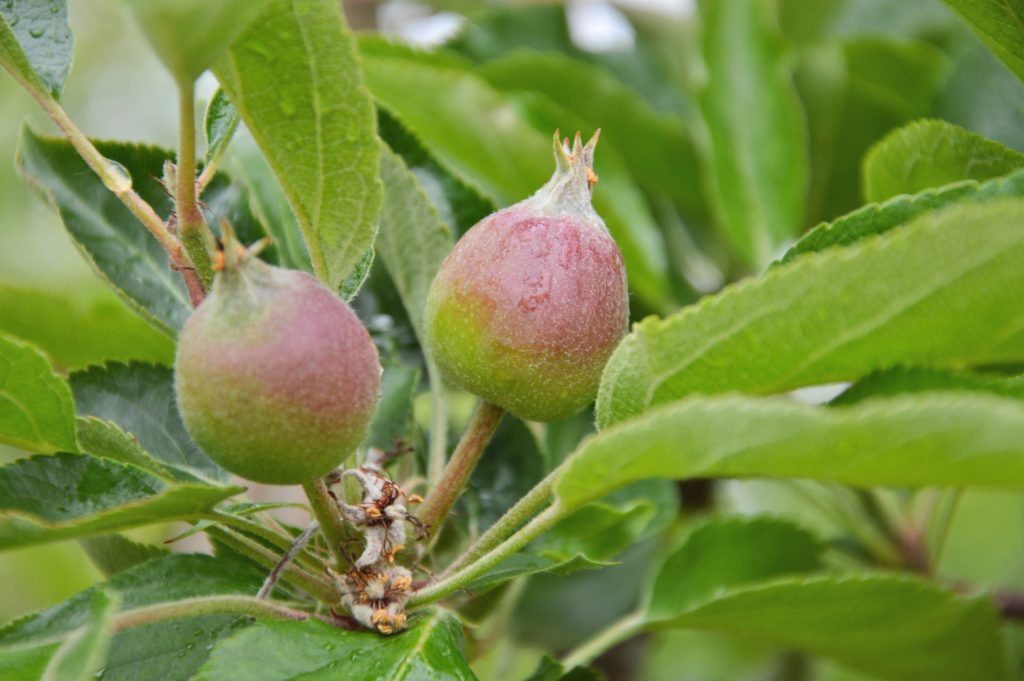 El IRTA desarrolla dos nuevos métodos para predecir el bitter pit en la ...