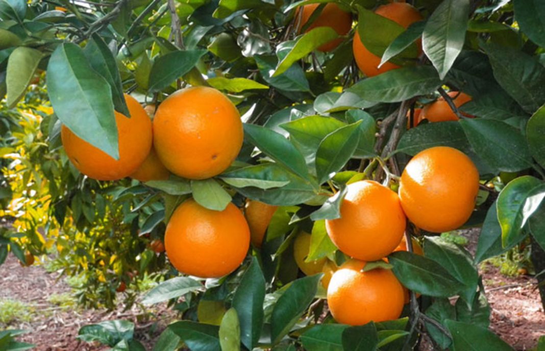 La naranja navelina se consolida como un producto de una gran demanda ...