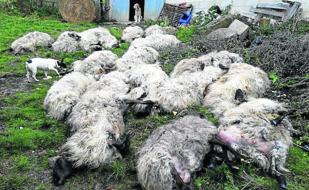 El temporal deja una veintena de ovejas muertas totalmente sepultadas ...