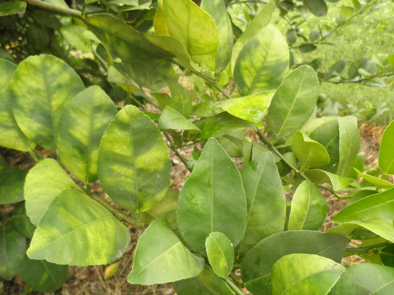 CGC alerta de que la llegada de la bacteria del HLB haría desaparecer ...