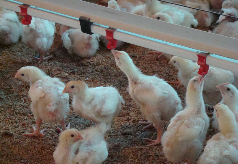 En marcha el centro de referencia para el bienestar de las aves de ...