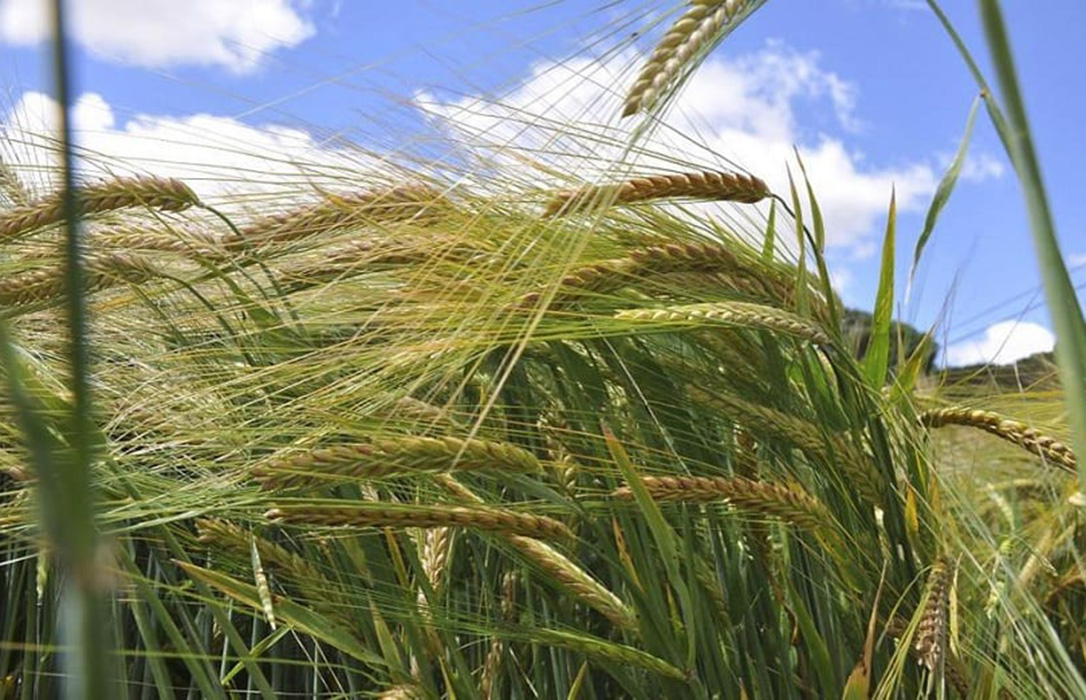 La cebada comienza a cotizar en la Lonja de León y lo hace 27 euros ...