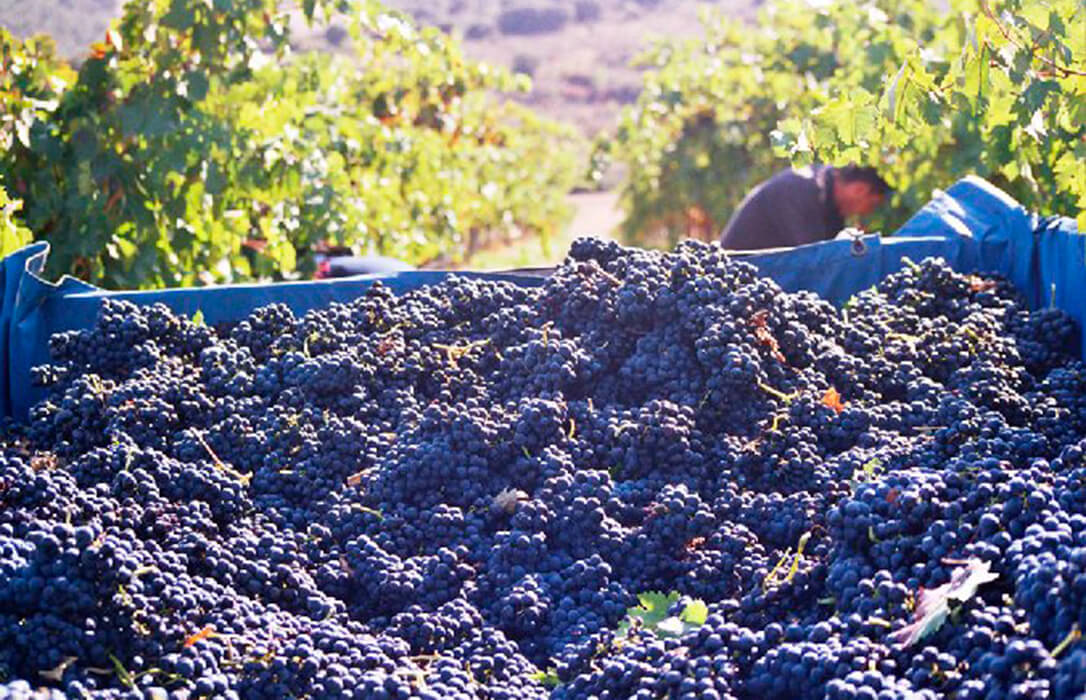 La Interprofesional del Vino pone a disposición del sector para el ...