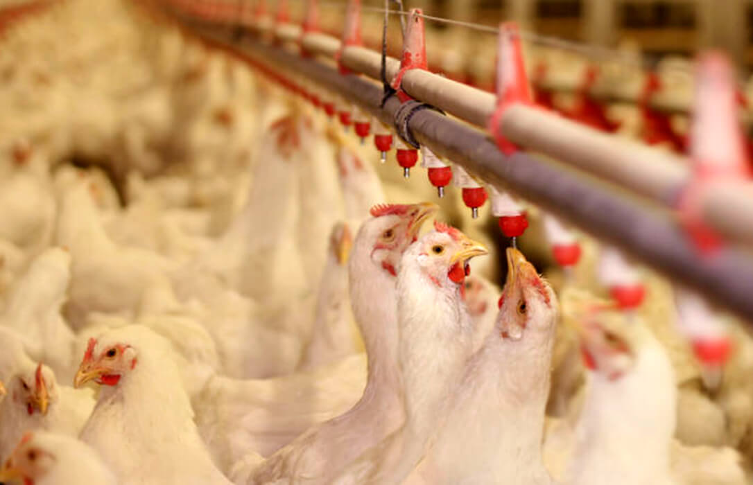 El pollo español da otro salto al mundo: ICEX y Propollo aúnan ...