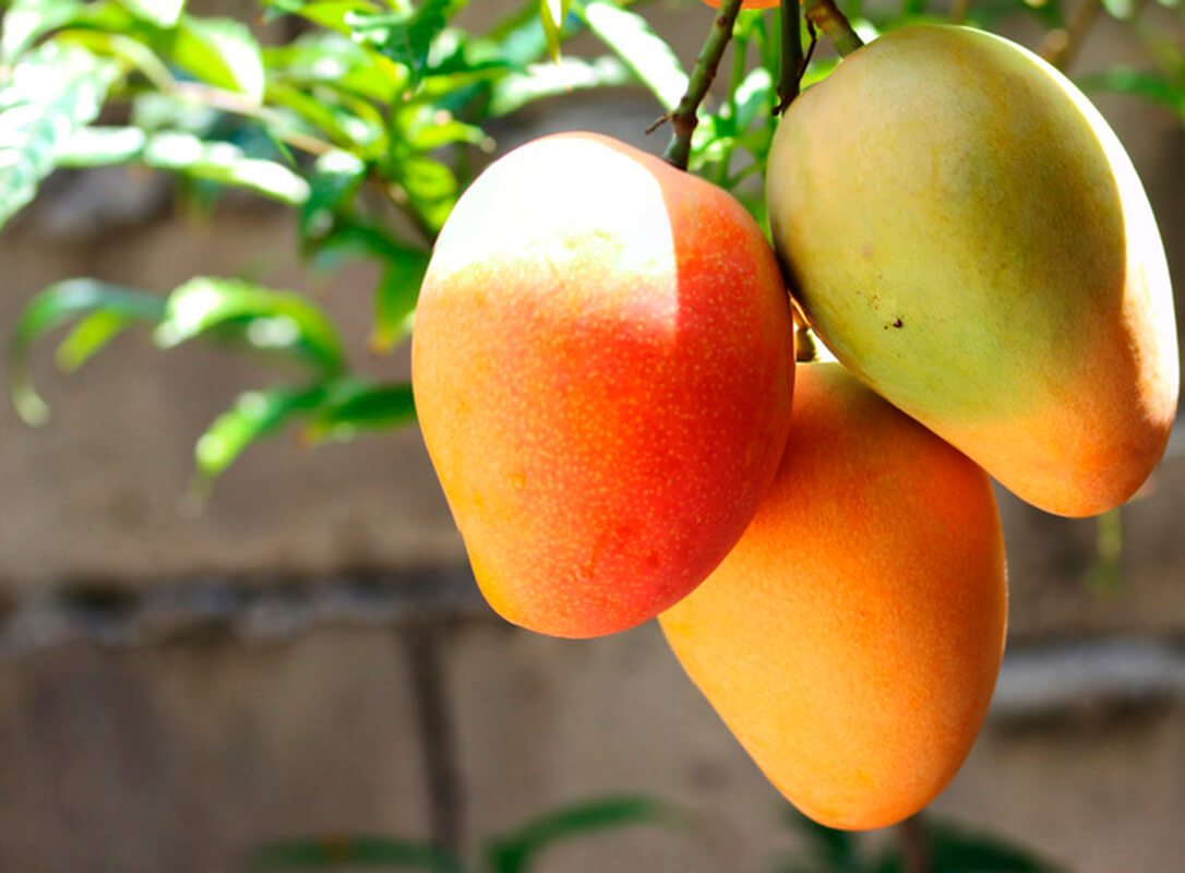 ¿Hacia dónde camina el consumo de mangos en Estados Unidos ...