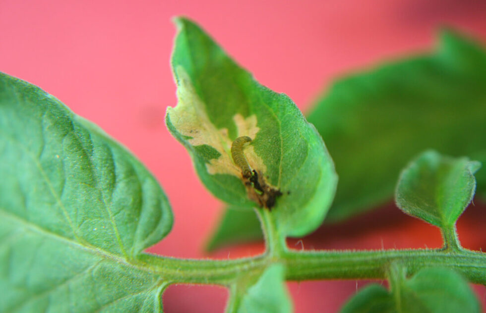 Corteva Agriscience anuncia nuevas marcas globales dentro de su gama de ...