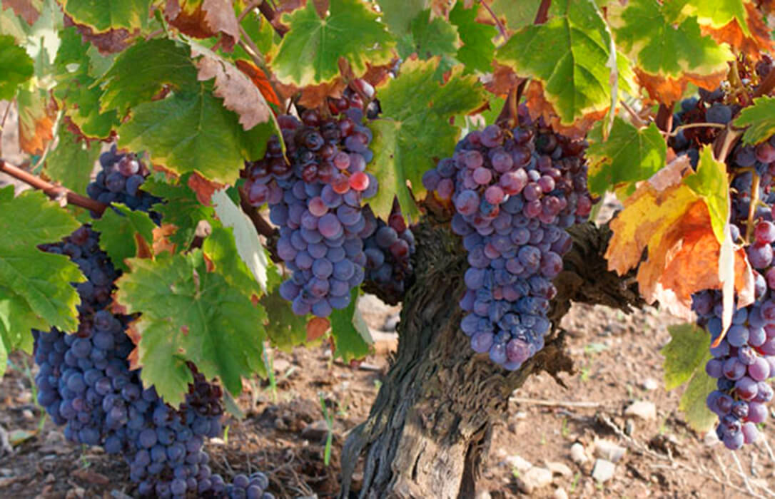 Cada vez más voces consideran la cosecha en verde como la medida más ...