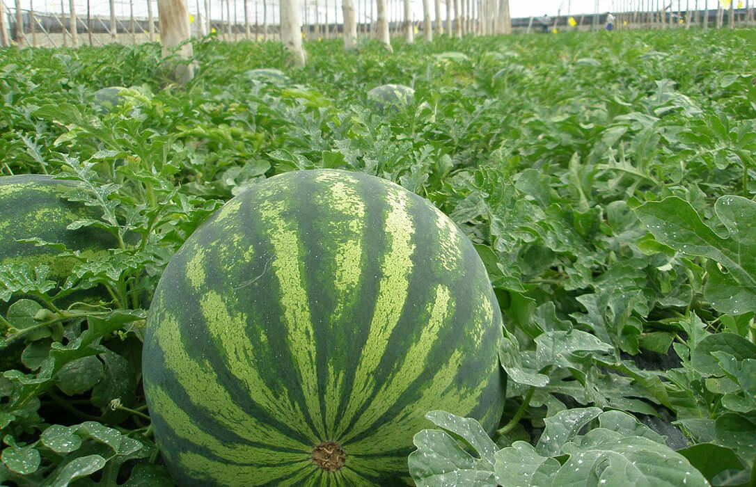 El sabor del verano llega a Europa con las primeras sandías cultivadas ...