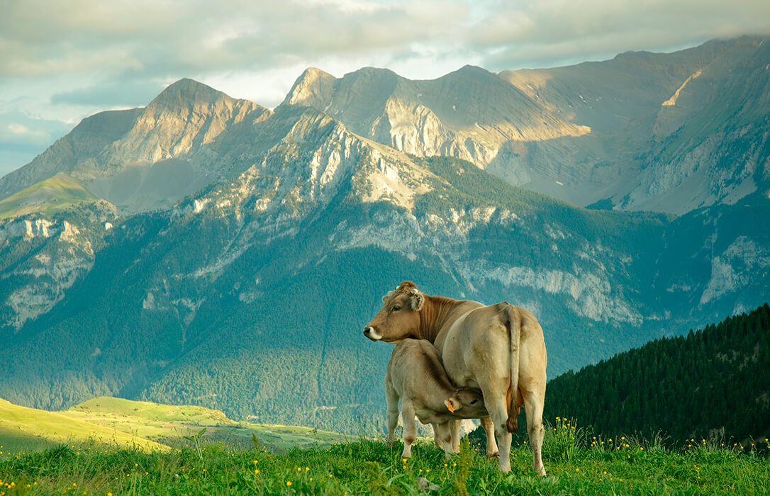 El sector del Vacuno de Carne refuerza sus compromisos con el ...