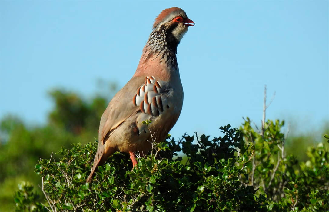 La verdadera situación de la perdiz - Agroinformacion