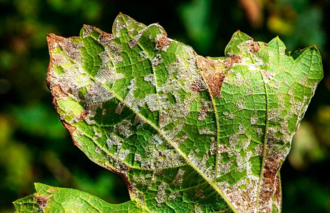 Cinco CCAA reclaman que se incluya los daños por mildiu en el seguro de ...