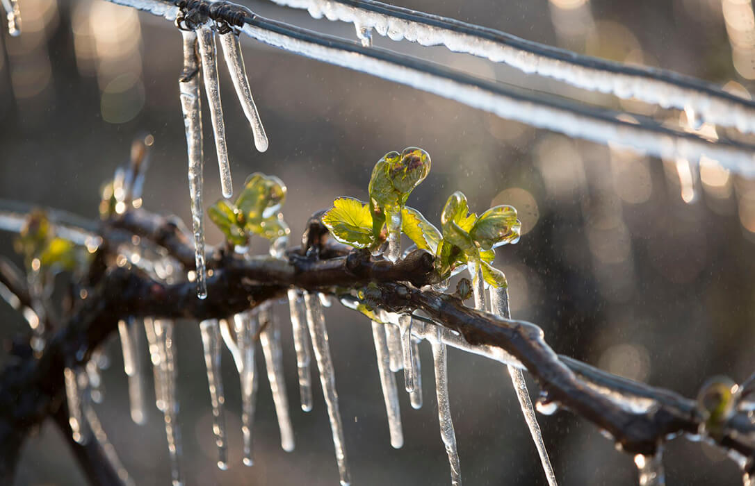Los diferentes tipos de heladas y sus parámetros clave - Agroinformacion
