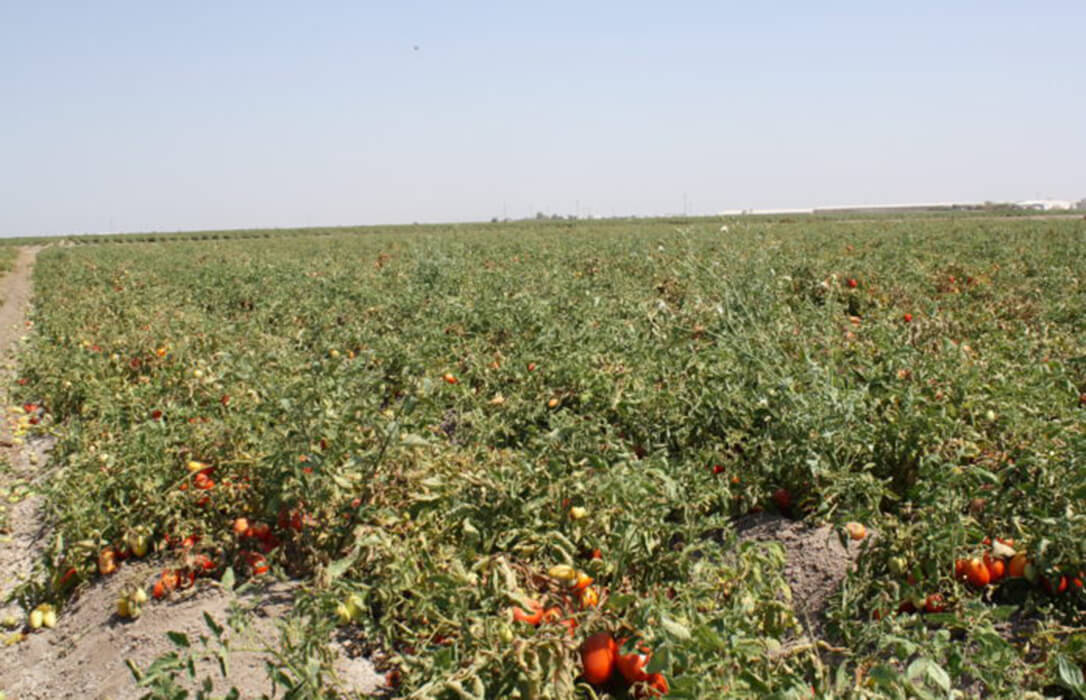 La sequía se carga la campaña de los productos hortícolas andaluces ...
