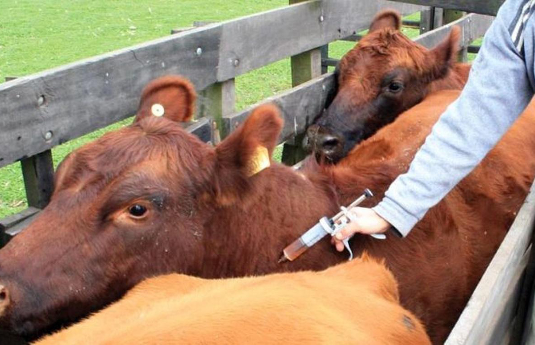 El indulto por la tuberculosis bovina dura 24 horas: Se sacrificarán ...
