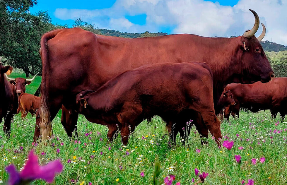 Carne española a ritmo de samba: nueva entrega de material genético de ...