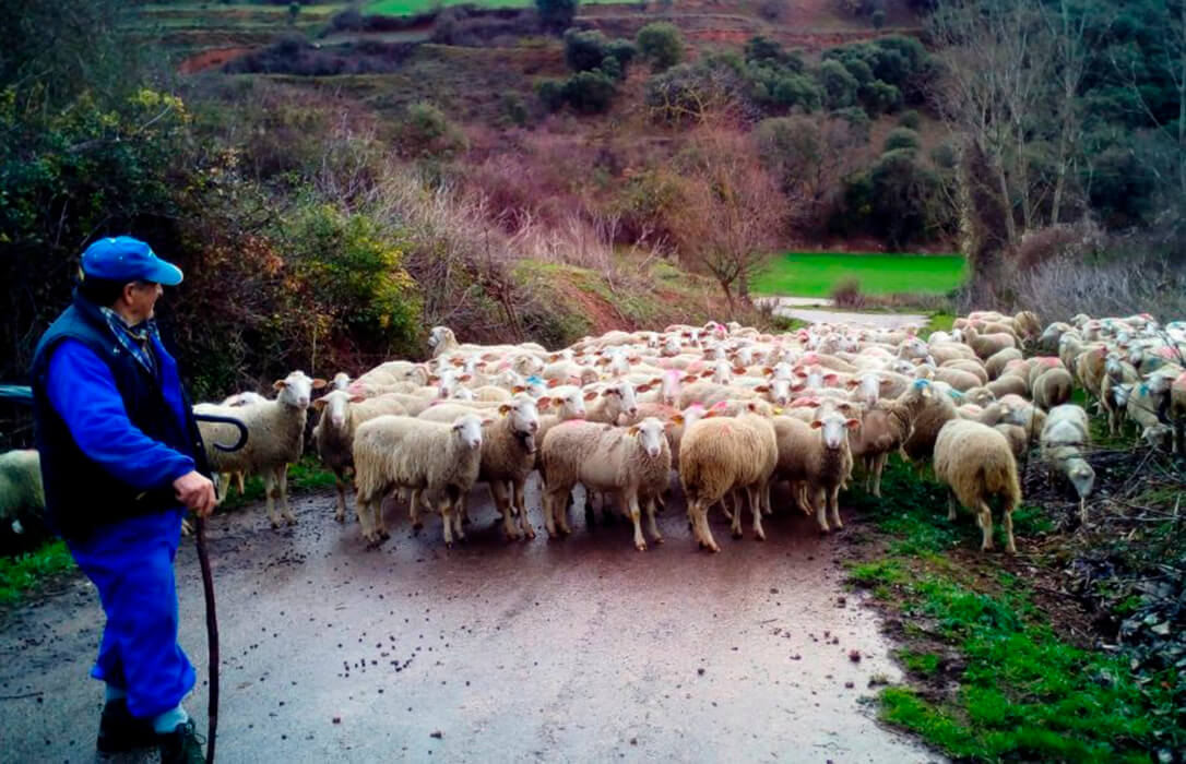 Los ingenieros agrónomos insisten en que el medio rural es una pieza ...