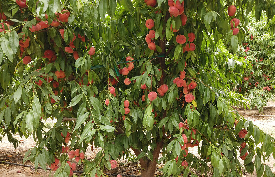 Polysulphate, el fertilizante natural exclusivo de ICL que aporta los ...