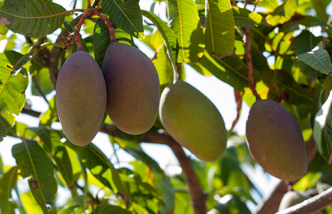 Nace la marca colectiva ‘Mango de Málaga’ para distinguir su calidad y ...