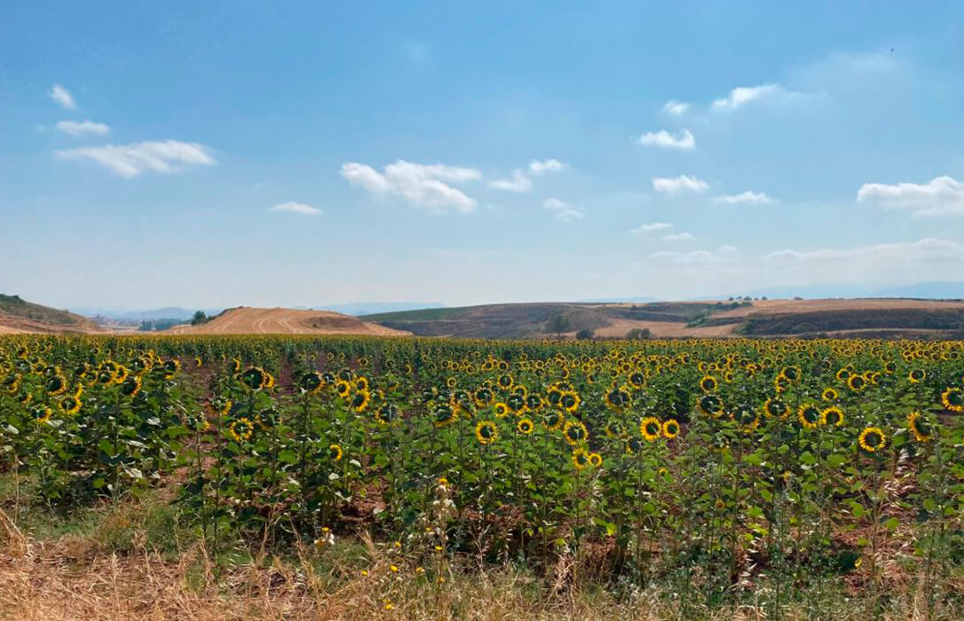 La Rioja rebaja la rotación de cultivos y aumenta la superficie máxima ...