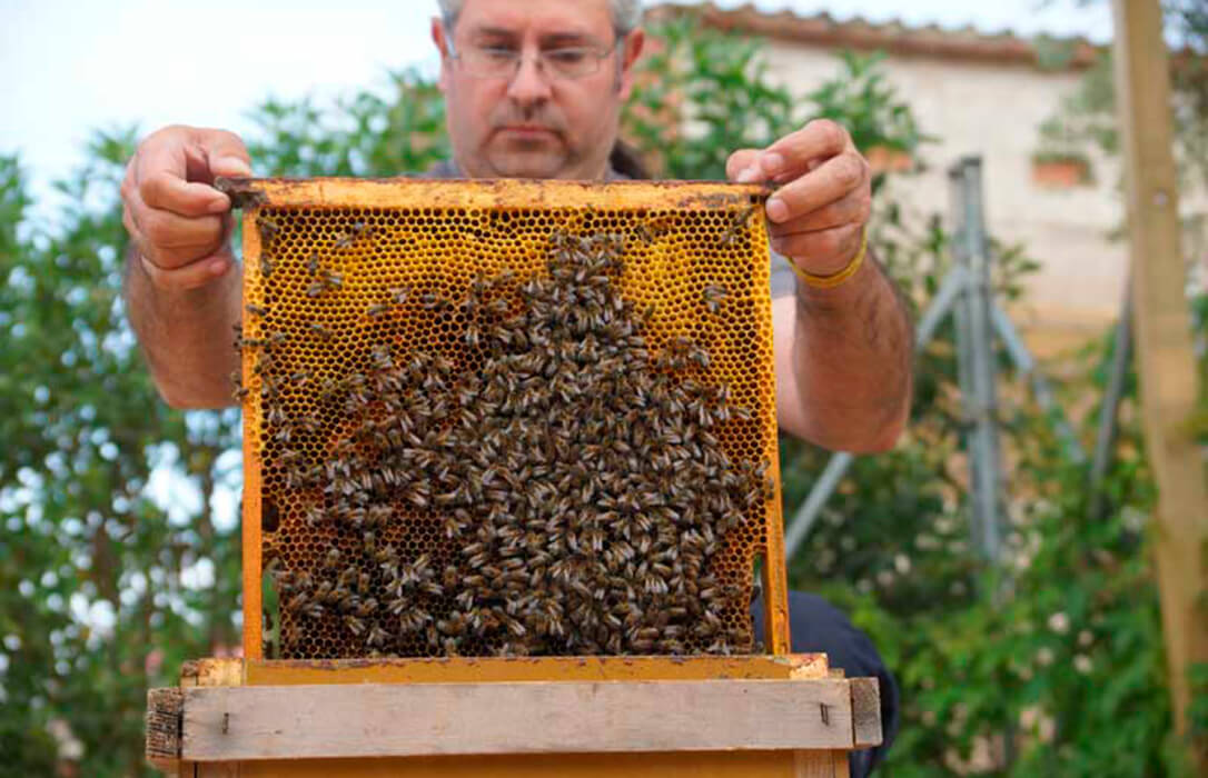 El programa de ayudas de la PAC al sector apícola contará con 19 ...