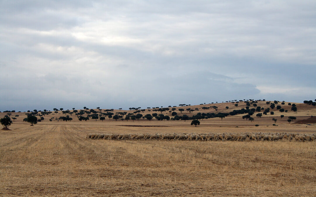La ZEPA ‘Alto Guadiato’ se abre a nuevas líneas de dialogo y de trabajo ...