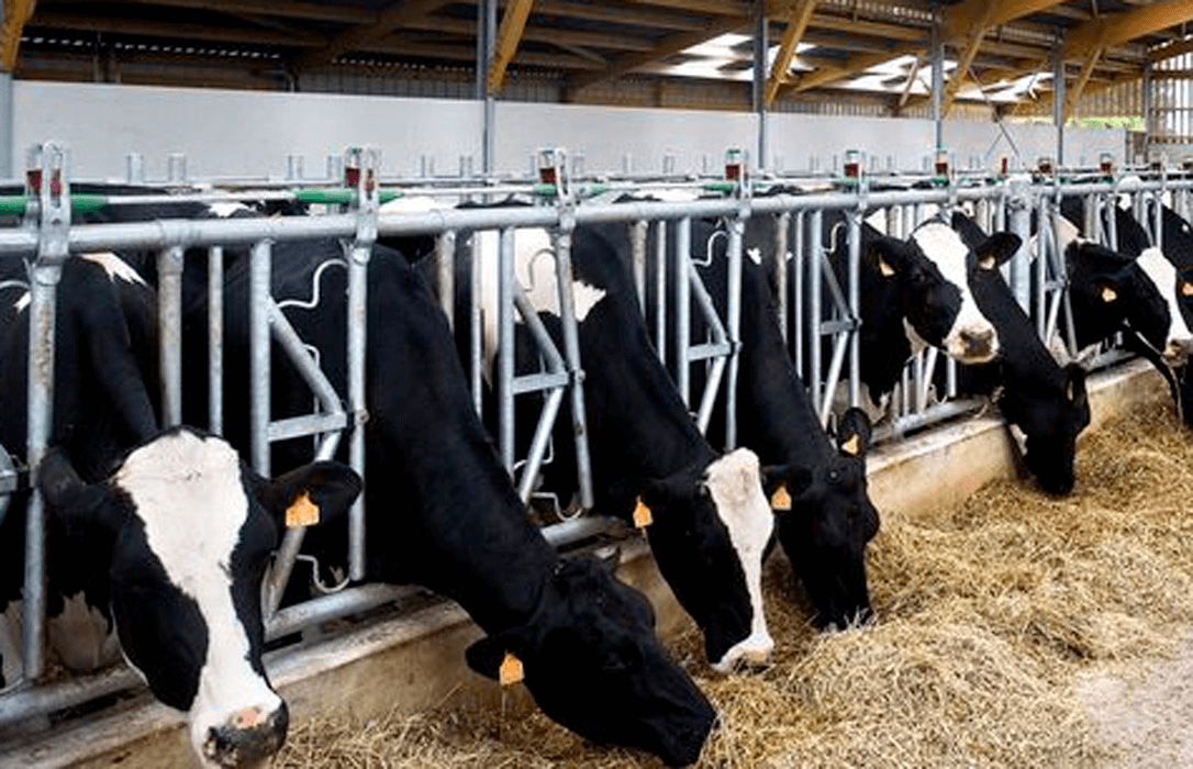 El sector del vacuno de carne y el de leche valora la ordenación pero ...