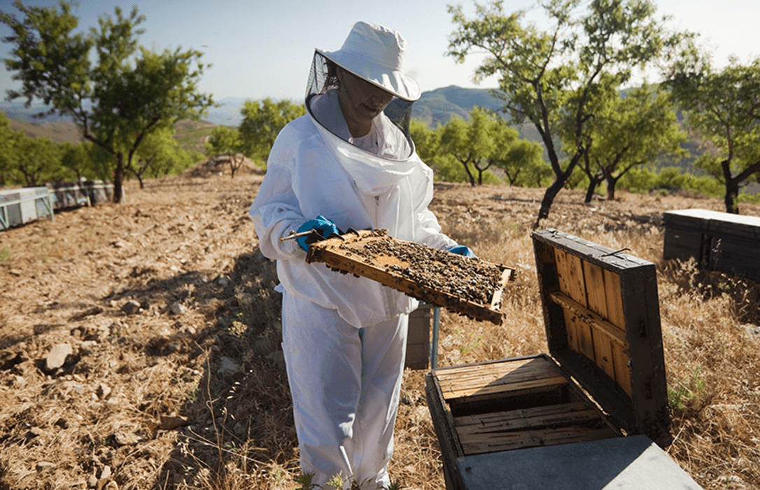 Andalucía muestra su apoyo a los apicultores con un plan adaptado a las ...