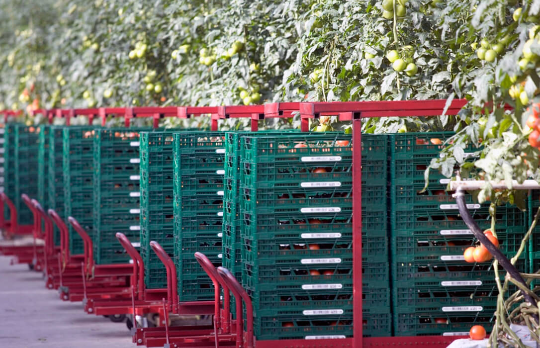 La CE respalda la propuesta de la eliminación o reducción del IVA de las frutas y hortalizas en ...