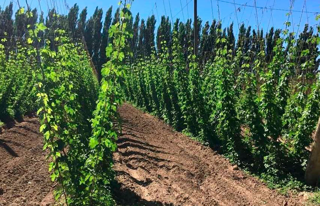 Agravio de la nueva PAC al lúpulo: proponen considerar a este cultivo ...