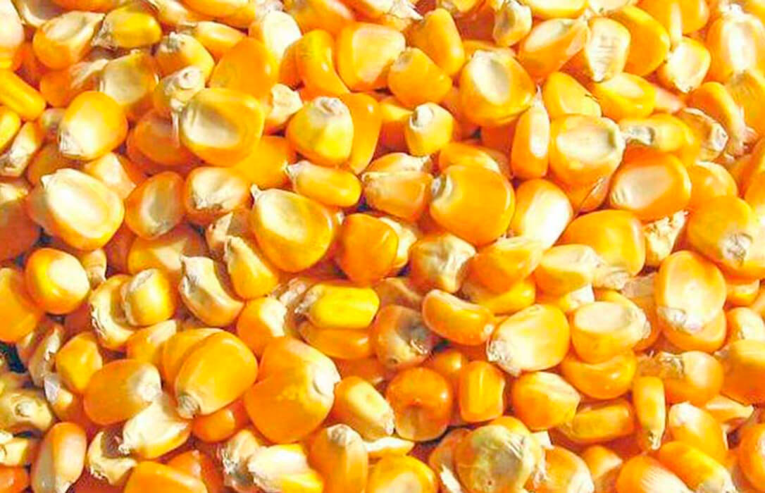 Comienza a cotizar el maíz seco a 295 € la tonelada mientras suben ...