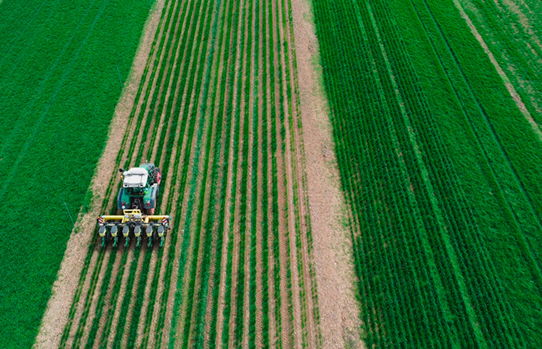 Intercropping: la asociación de cultivos que puede revolucionar el ...
