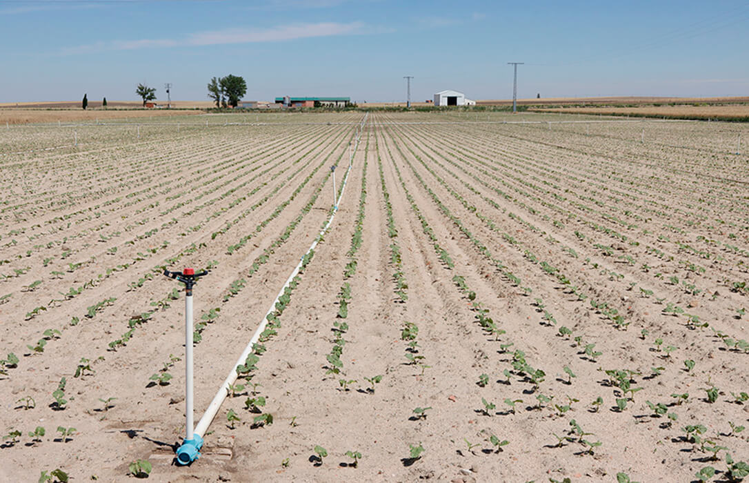 Las leguminosas: una alternativa viable y esperanzadora para el campo ...