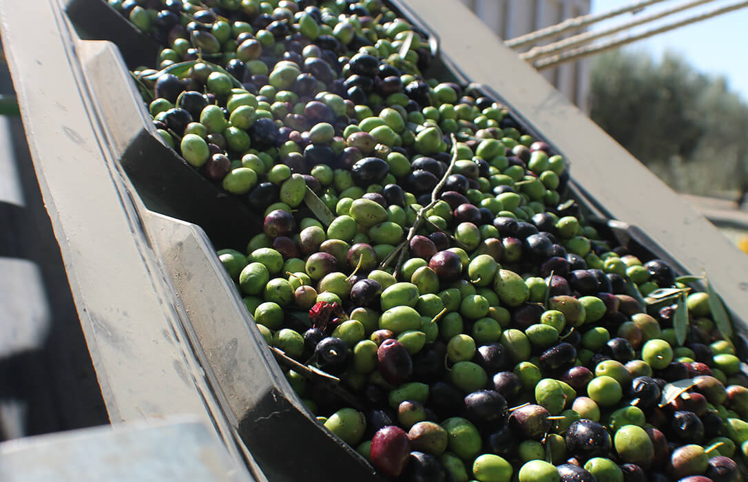 Advierten de que con el ritmo de salidas de aceite, podría producirse ...