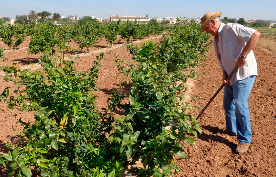 El Ministerio De Agricultura Fija El Máximo De Las Ayudas Del Régimen