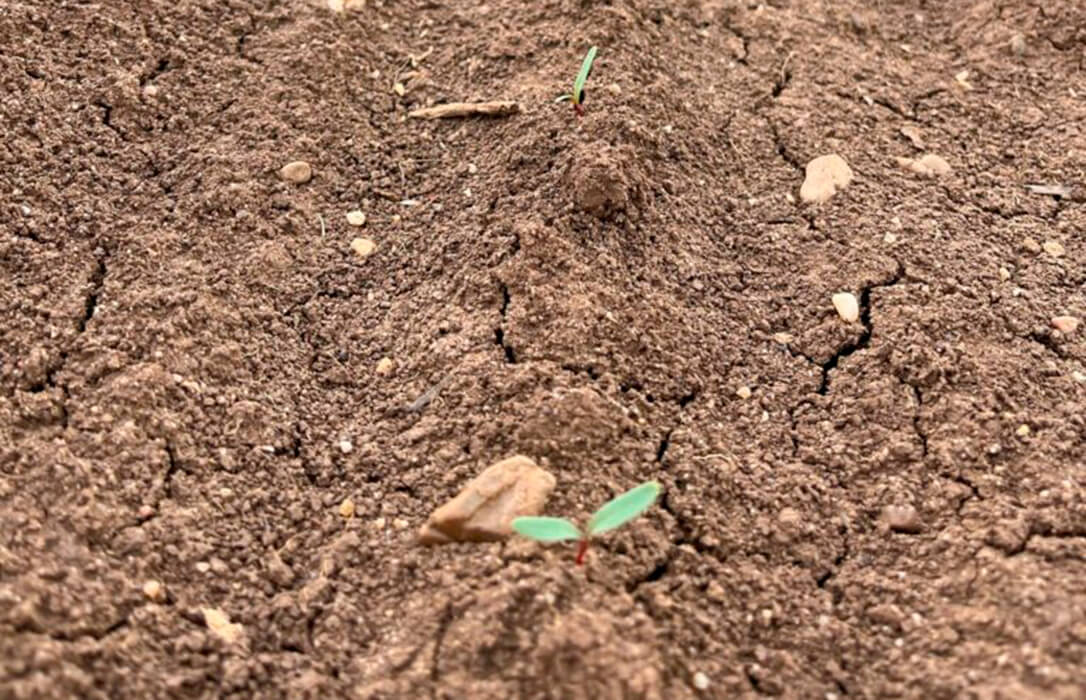 Vaivenes en los mercados - Agroinformacion