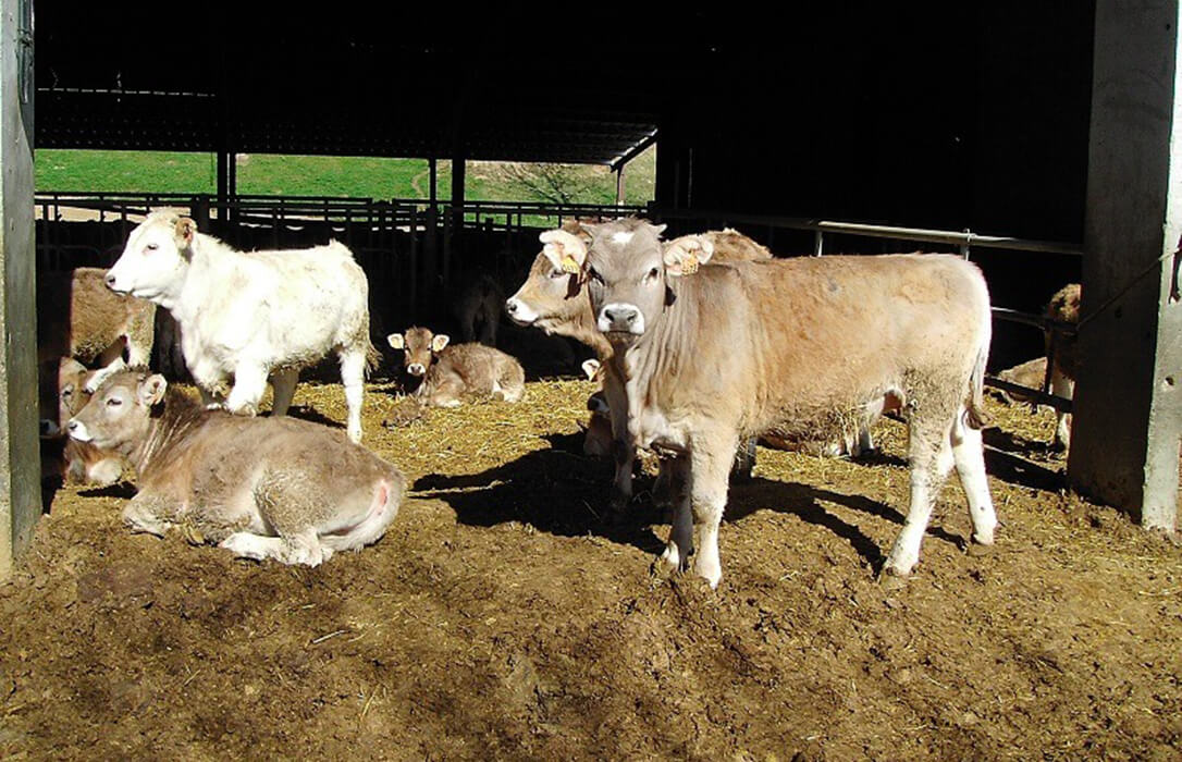 Los ganaderos de cebo de vacuno no entienden que se queden fuera de las ayudas por la sequía y ...