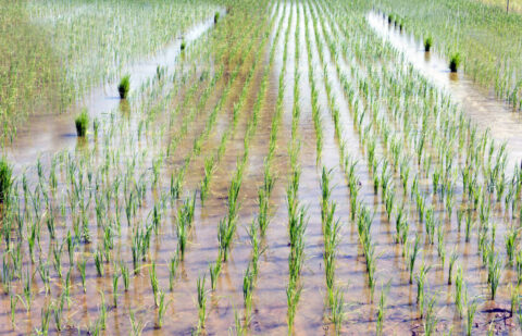 Sigue la polémica: a favor del intercambio de concesiones de riego del ...