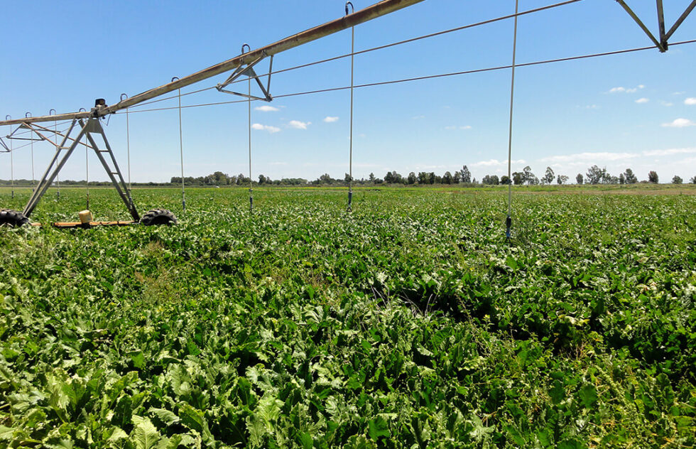 Los sistemas de regadío eficiente alcanzan el 79% de la superficie ...