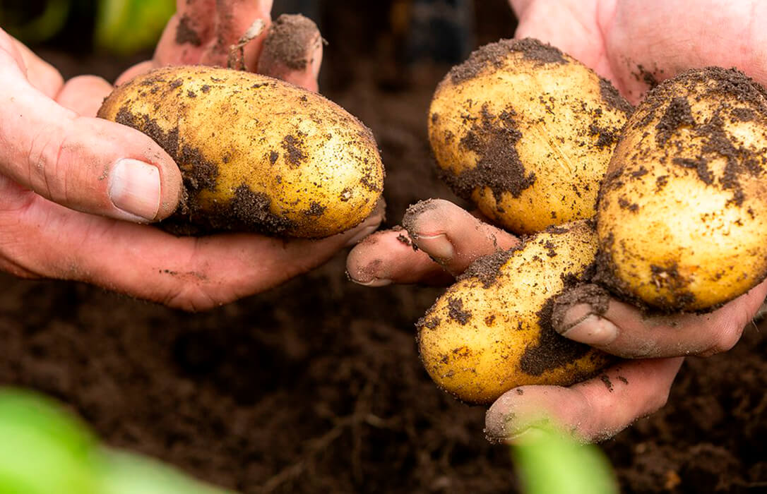 Europlant expande su presencia en el mercado mediterráneo: Europlant ...