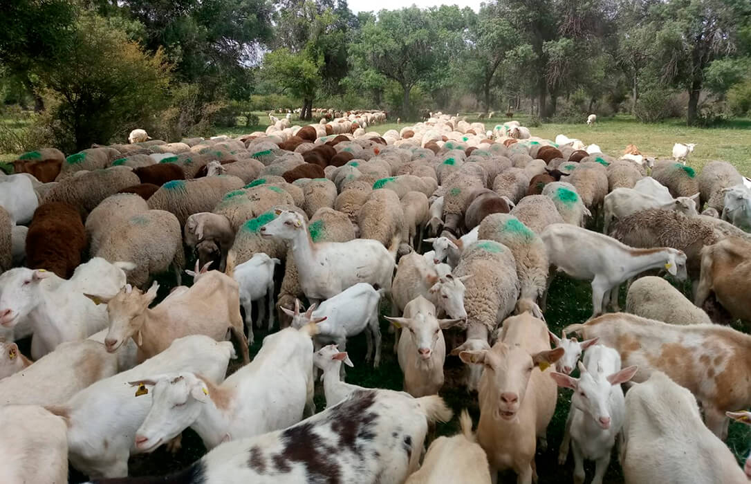 C.-La Mancha deroga las condiciones a los mataderos autorizados para ...