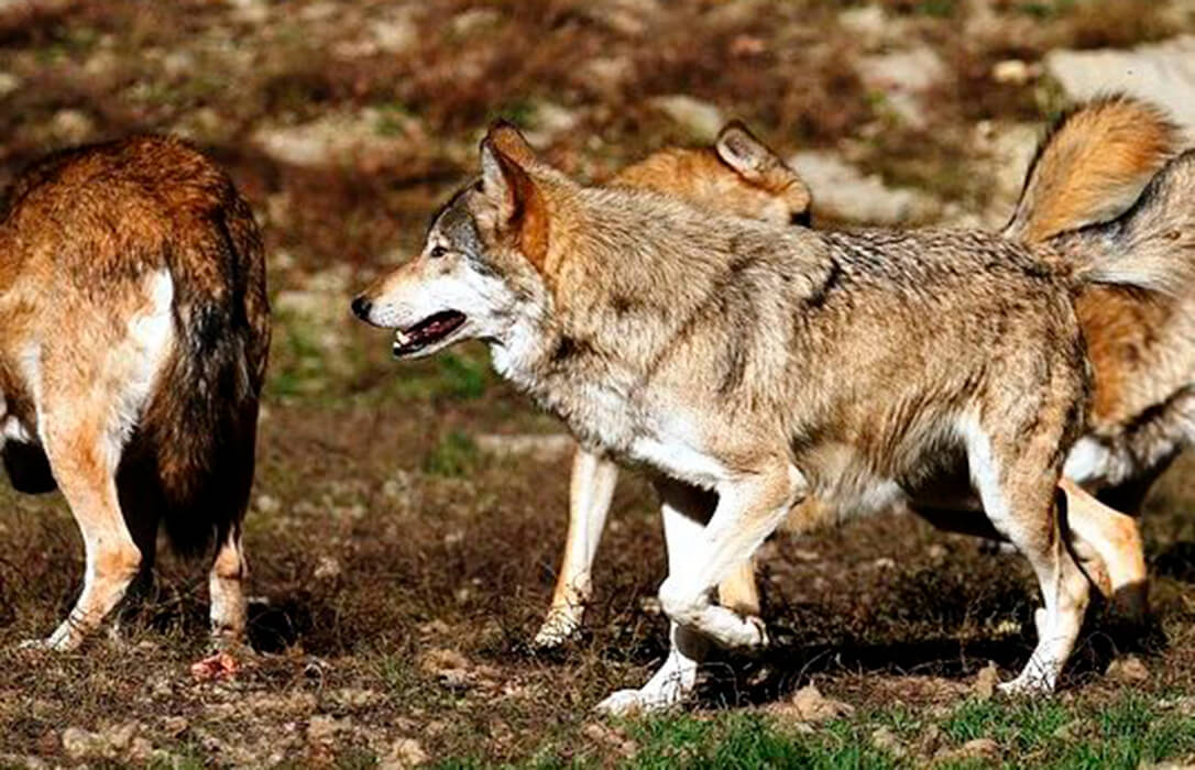 Los ataques del lobo a la ganadería leonesa casi se duplican en el ...