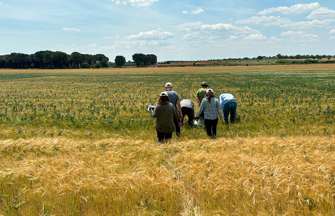Resultados preliminares del proyecto Leguminose apuntan a buenos ...