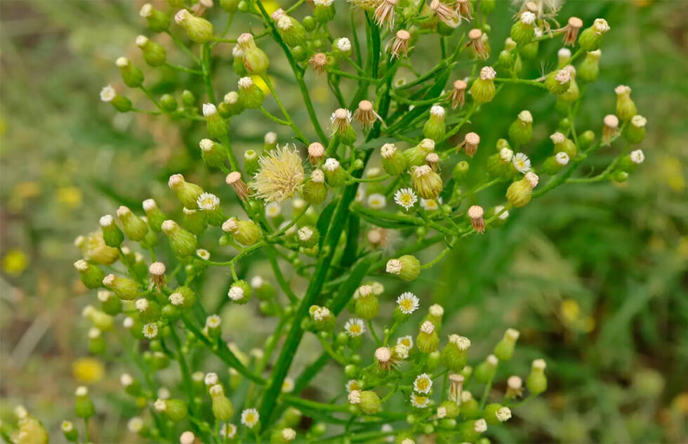 Dan la voz de alarma ante la aparición de la Conyza, una especie ...