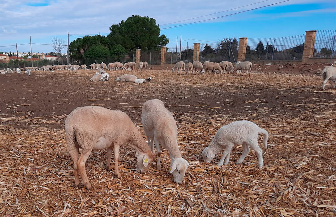 Piden que las ayudas por la lengua azul sean inmediatas en Andalucía ...